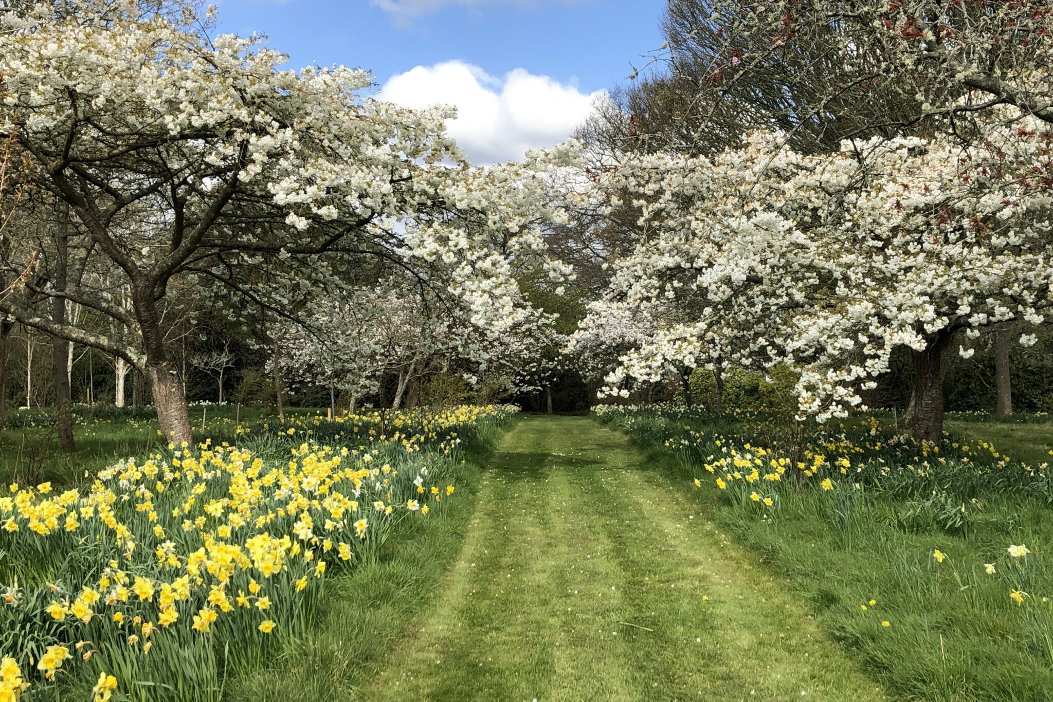 Great daffodil gardens to visit this spring - National Garden Scheme