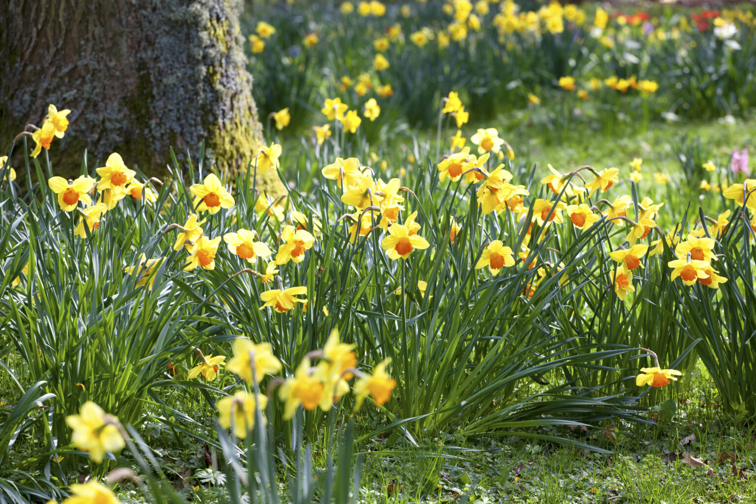 Great daffodil gardens to visit this spring - National Garden Scheme