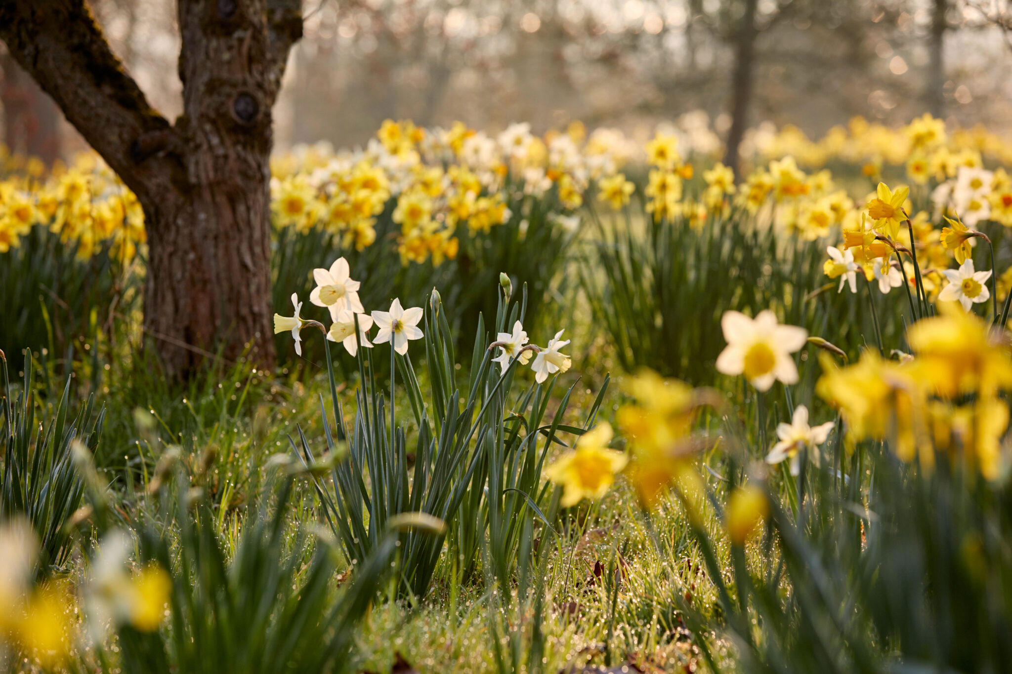 Great daffodil gardens to visit this spring - National Garden Scheme