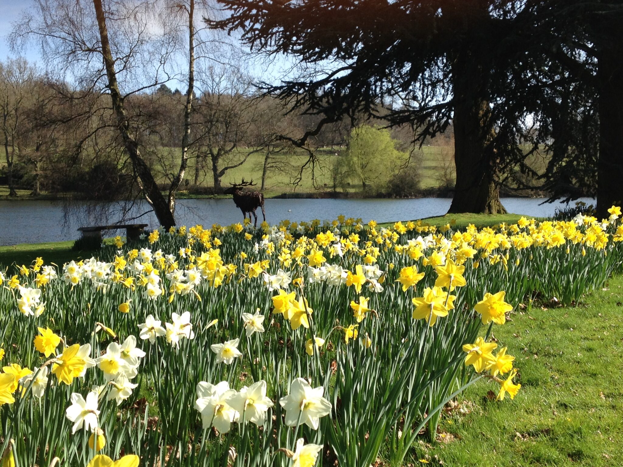 Great daffodil gardens to visit this spring - National Garden Scheme