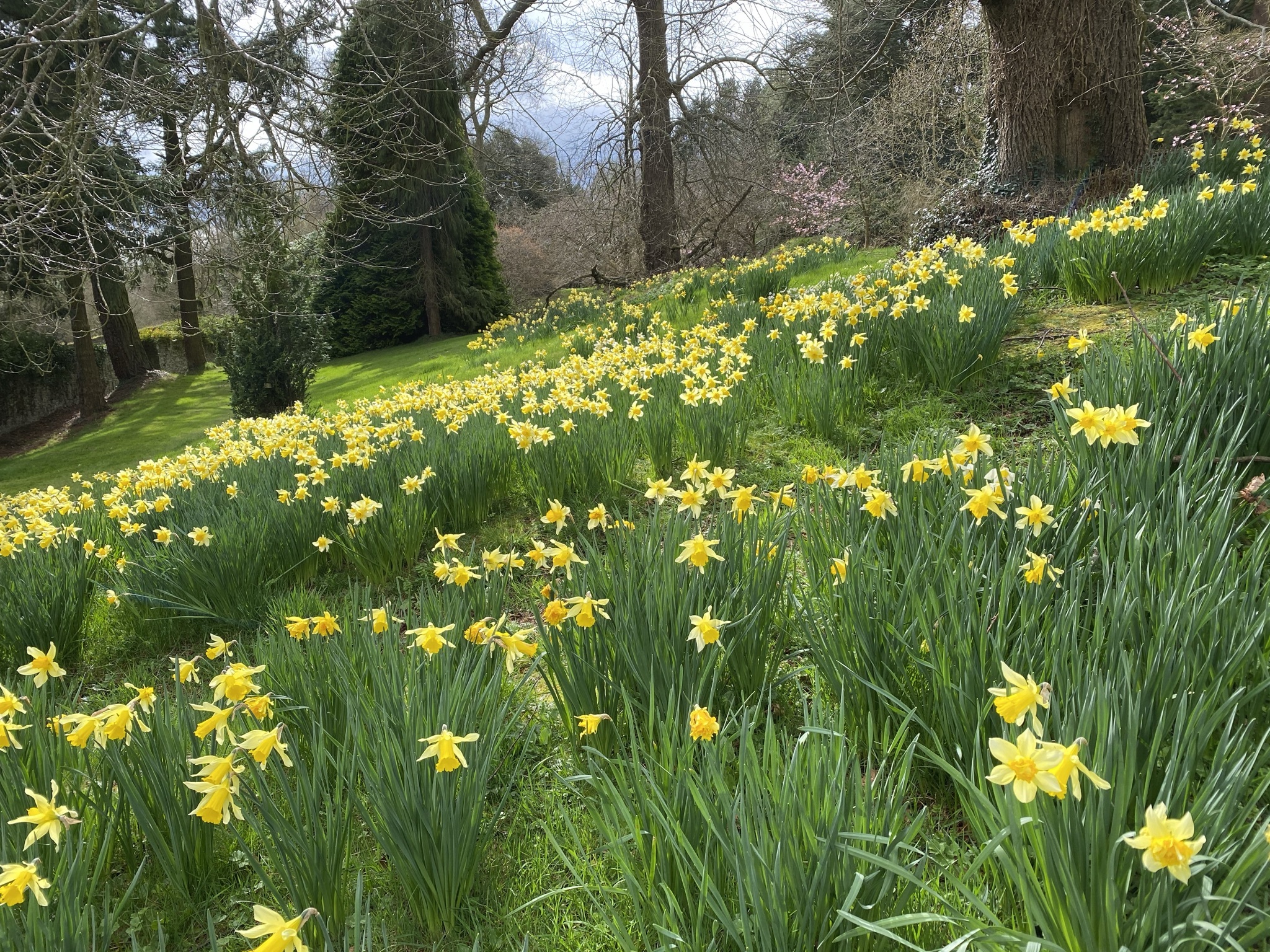 Great daffodil gardens to visit this spring - National Garden Scheme