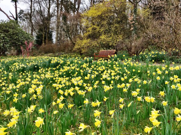 Great daffodil gardens to visit this spring - National Garden Scheme