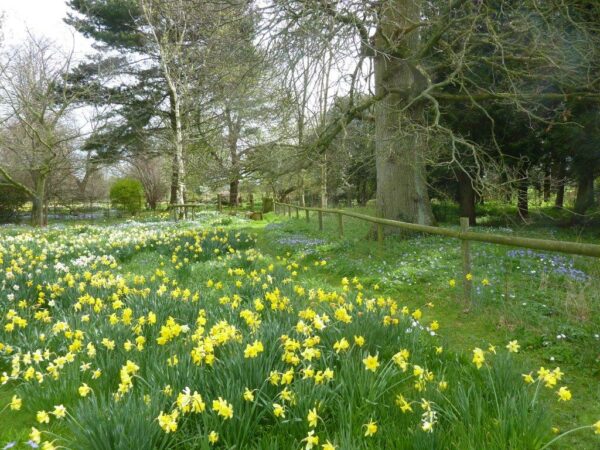 Great daffodil gardens to visit this spring - National Garden Scheme