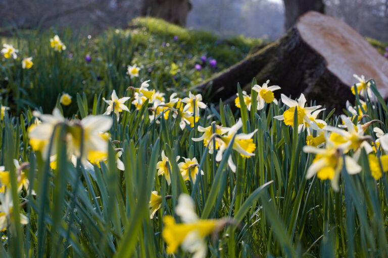 Great daffodil gardens to visit this spring - National Garden Scheme