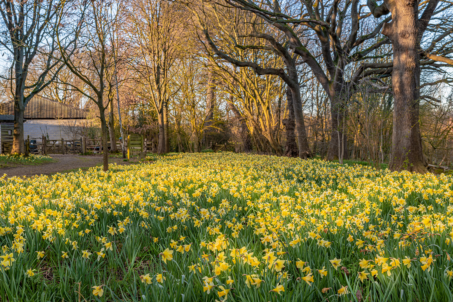 Great daffodil gardens to visit this spring - National Garden Scheme