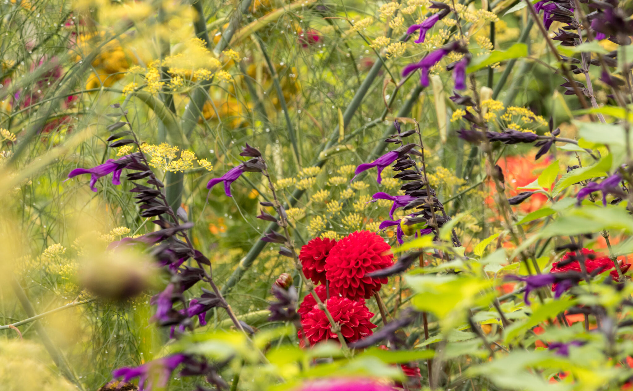 September gardens to savour - National Garden Scheme