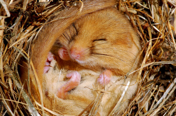 Which animals hibernate in the UK - and how you can help them ...