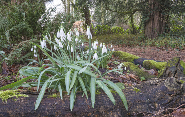 Snowdrop and spring flower gardens 2026 - National Garden Scheme