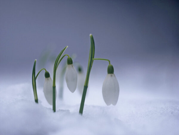 The modern medicine that comes from snowdrops - National Garden Scheme
