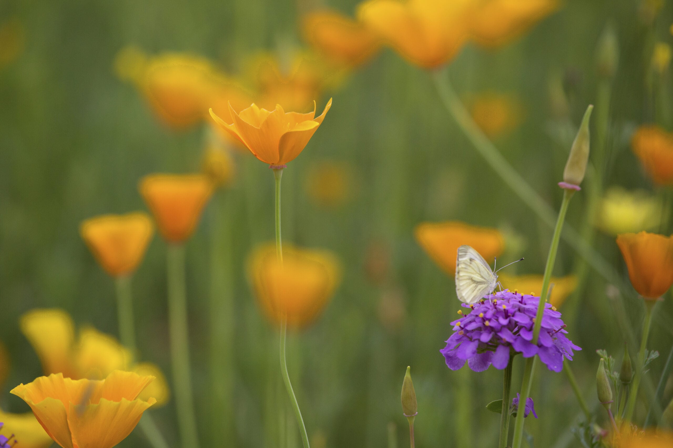 THE BIG BRITISH GARDEN SURVEY - Reveal the hidden wildlife in your ...